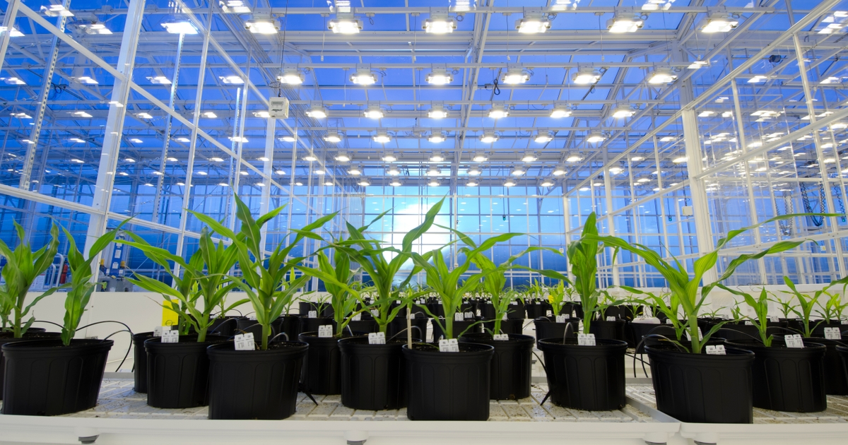 Syngenta and AI for Good Foundation launch new AI Challenge to address