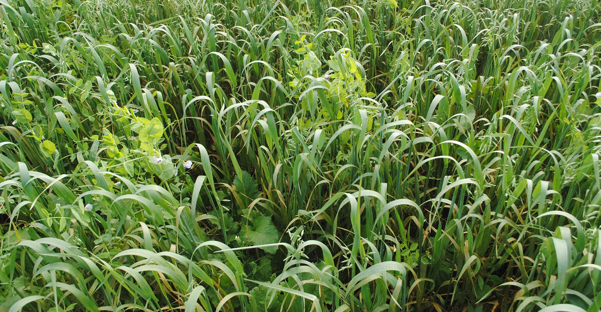 Benefits of adding livestock to cover crops | Farm Progress
