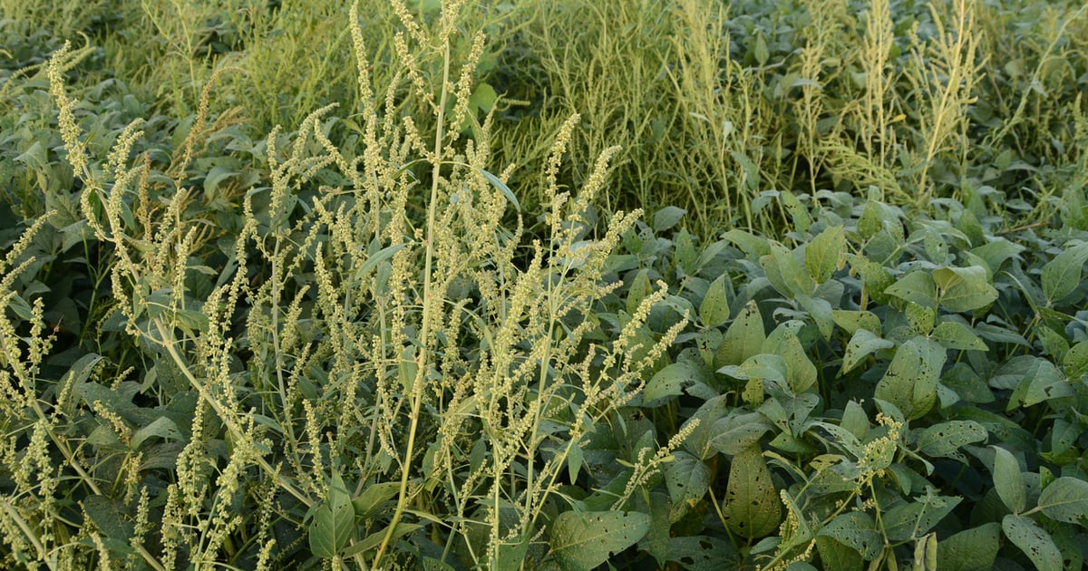 Waterhemp wins again