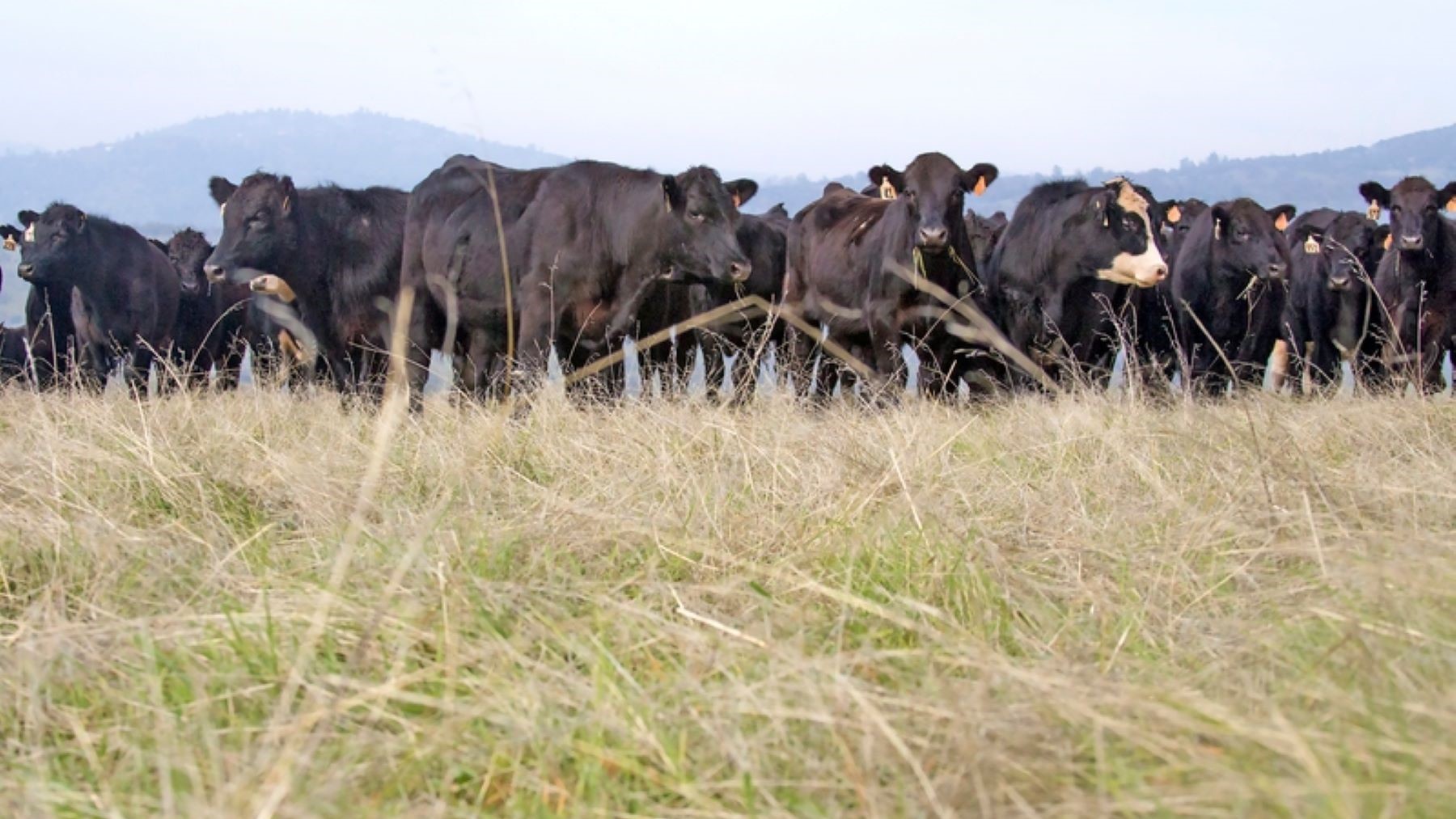 Cattle 'personality' management supports rangeland health