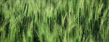 Syngenta introduces new hard red spring wheat