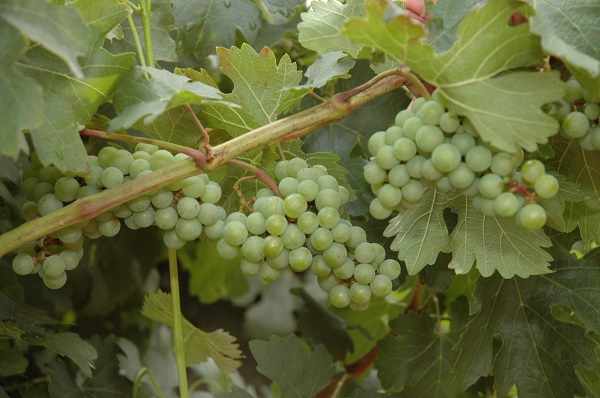 Texas grape harvest underway, state wine industry growing