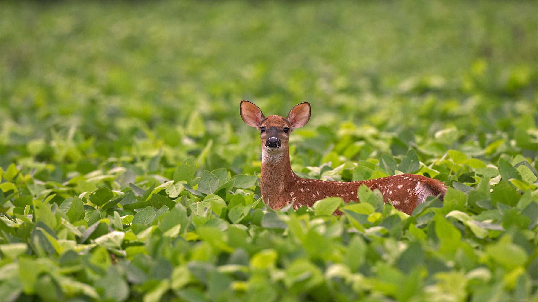 Can you stop deer from eating your crops?