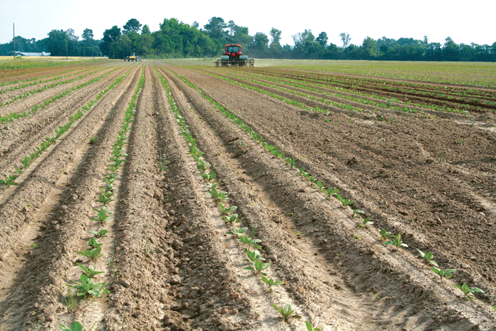 Sunbelt Field Day showcases crop production | Farm Progress