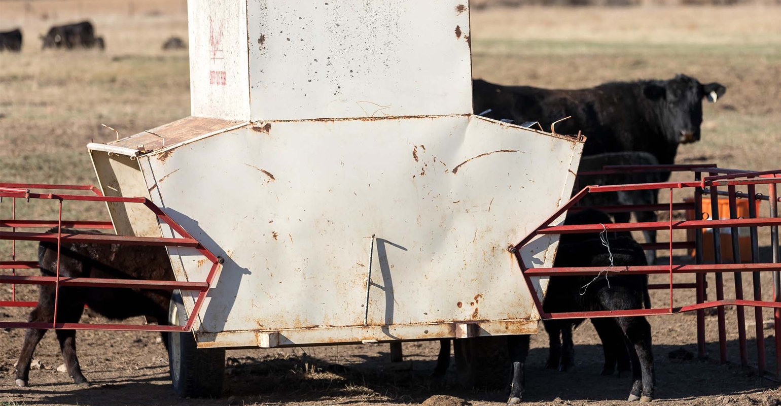 Cattle Chat: Preconditioning prepares calves for feedlot