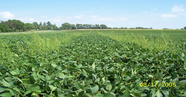 Digital Weed Identification Guide Available