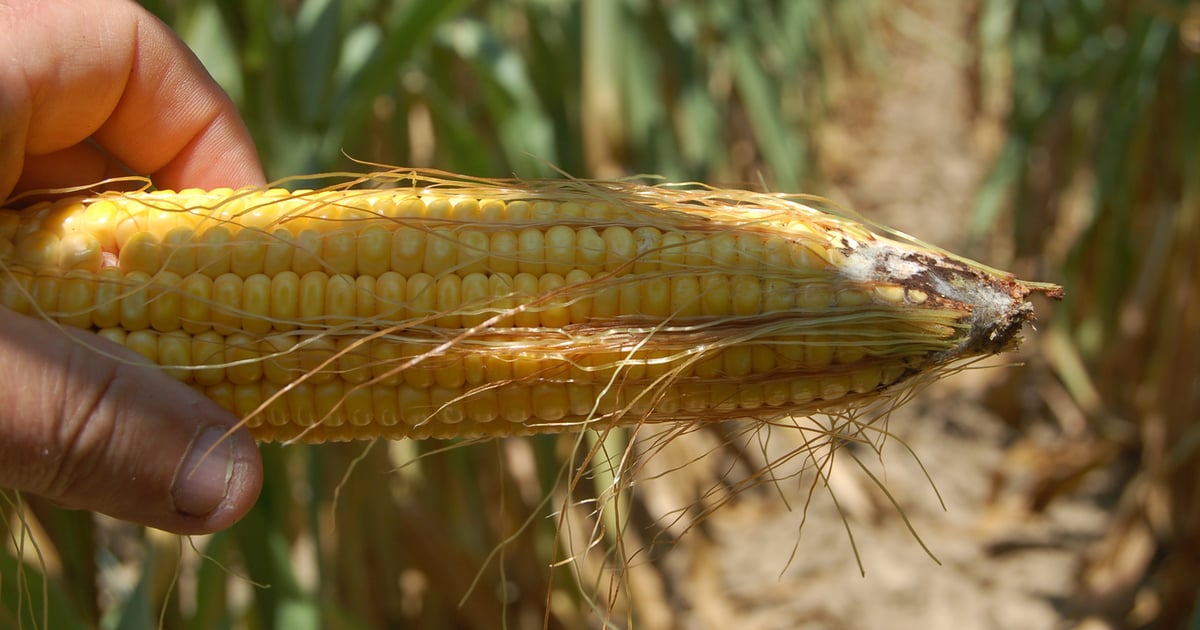 How heat, drought stress affect corn