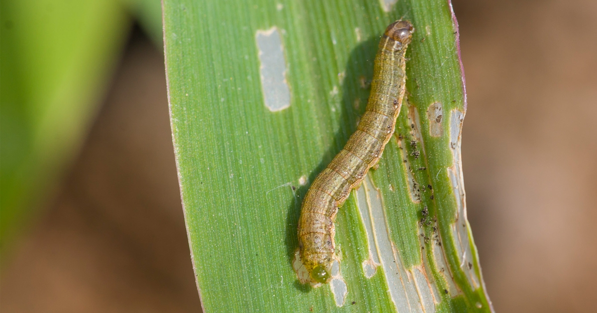 Army of worms invade South Texas