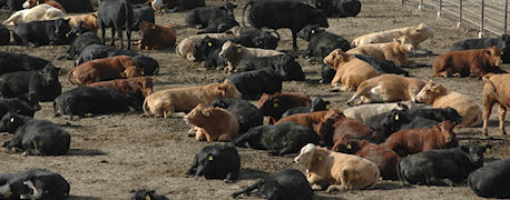 cattle sorting numbers