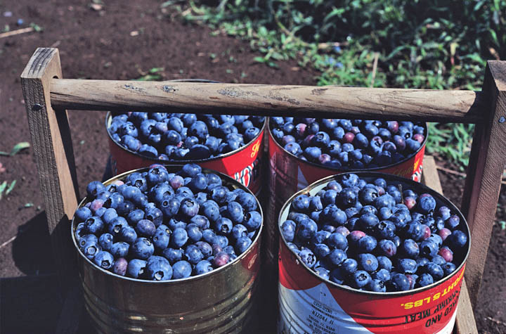 Blueberry production growing consistently in Chile | Farm Progress