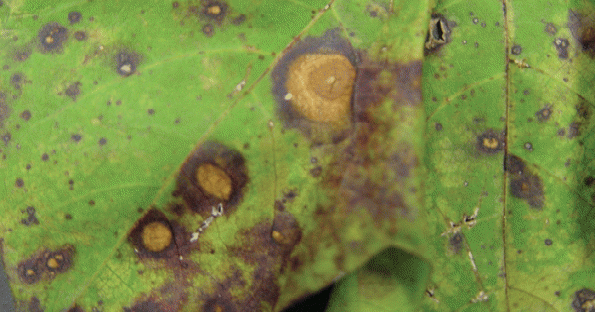 Target leaf spot in North Carolina cotton not as wide-spread as feared | Farm Progress