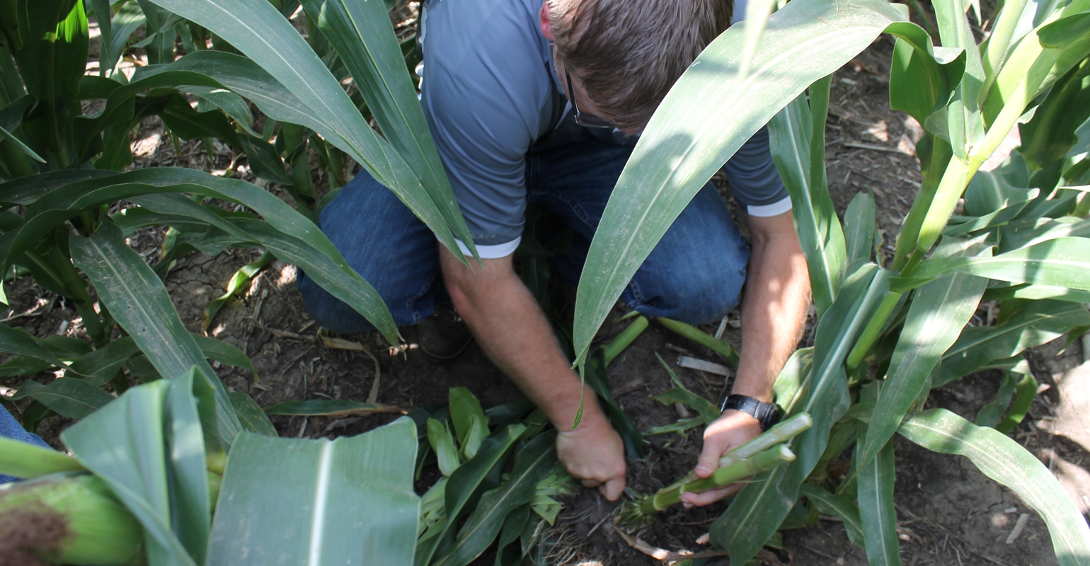 Scout corn now to manage late-season challenges