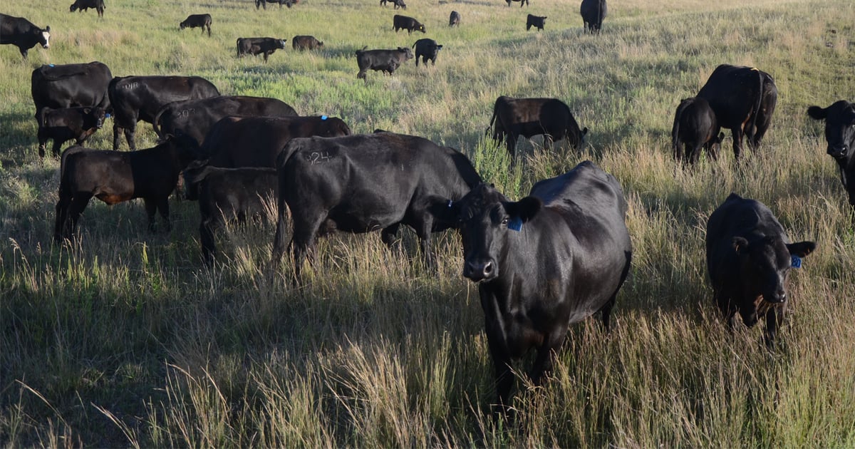 Nebraska beef cattle numbers reach 30-year high