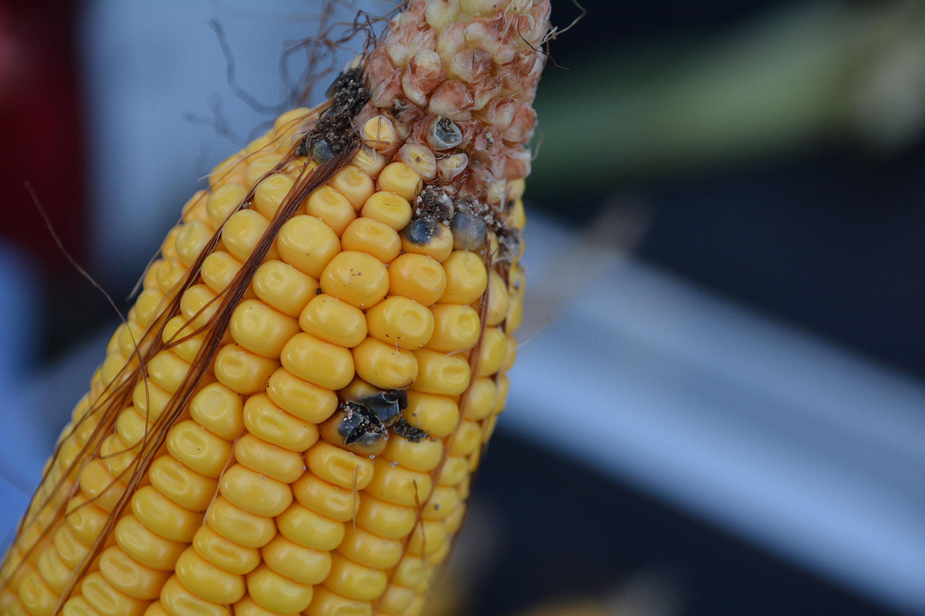 Corn ear molds active during 2025 season