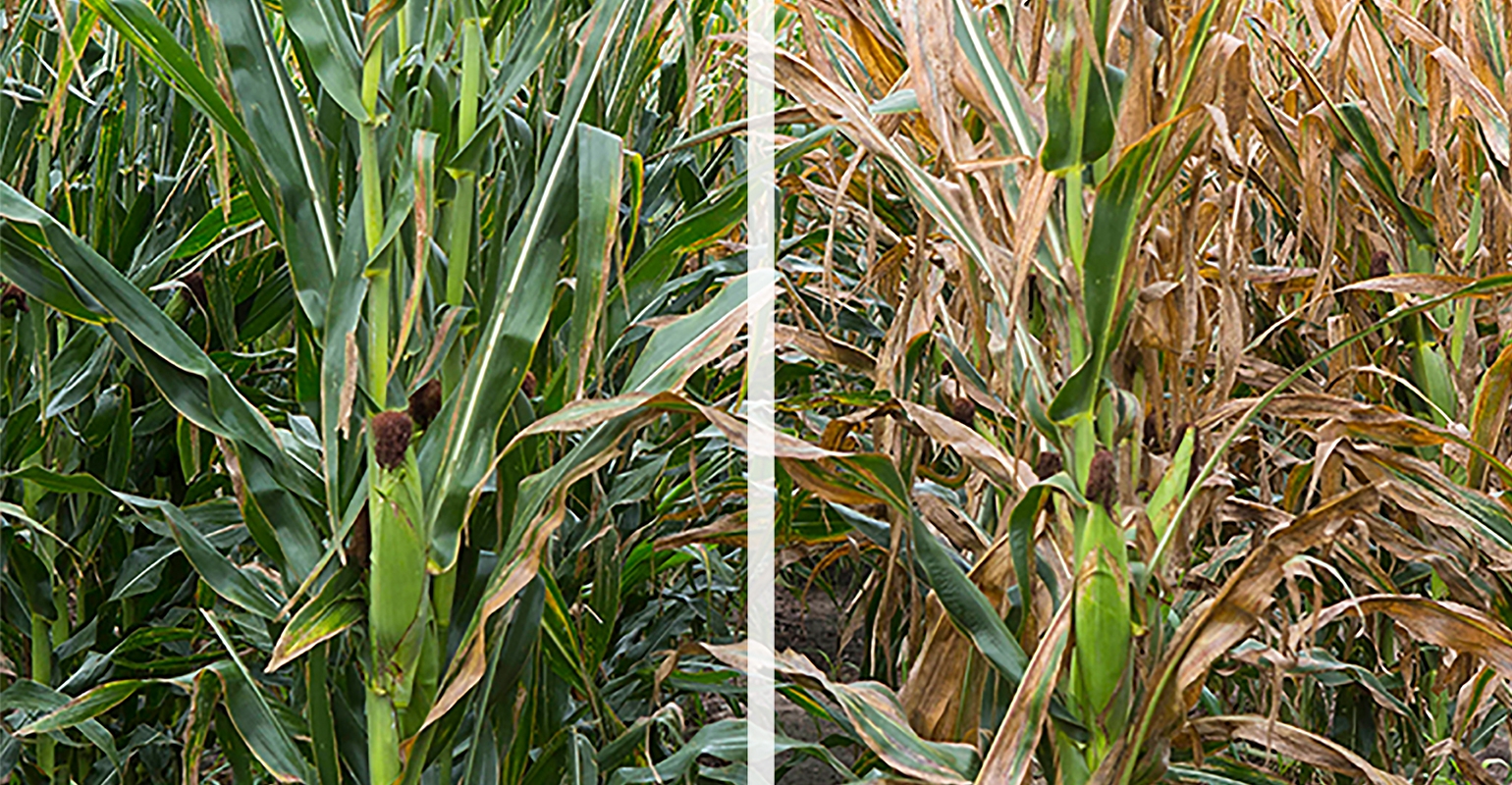 New corn, soybeans from Dekalb, Asgrow