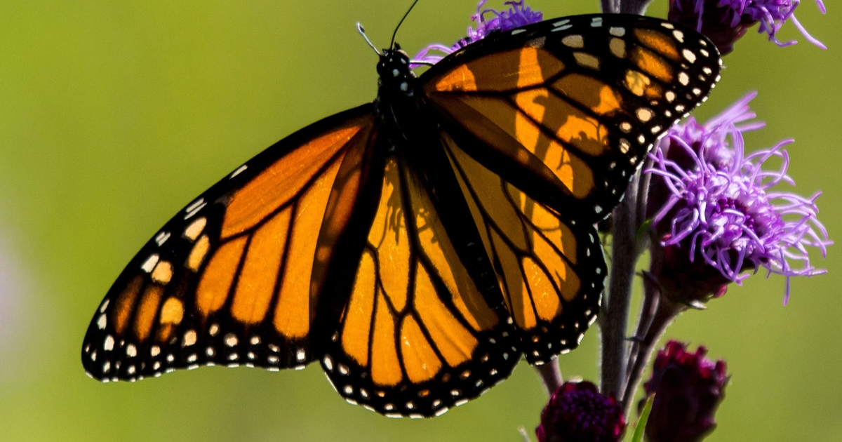 Finding homes for butterflies, pollinators