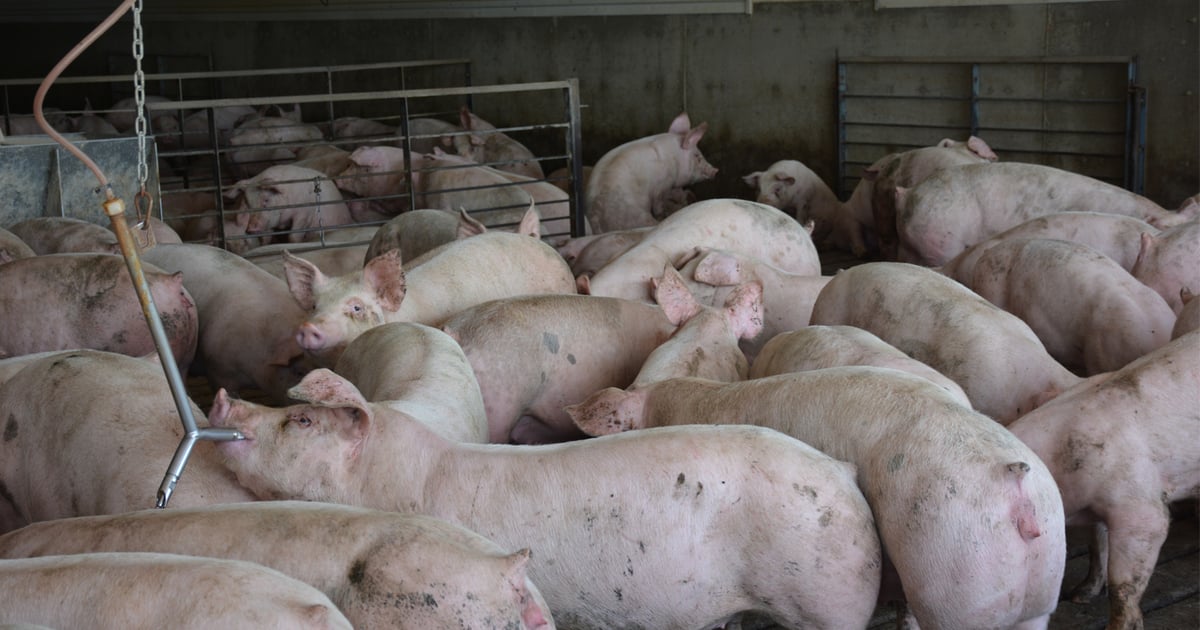 Swine Day Nov. 2 at South Dakota State