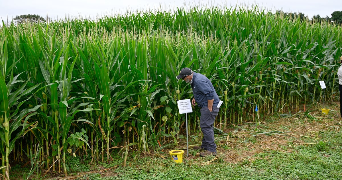 Short corn varieties expand to Northeast farms