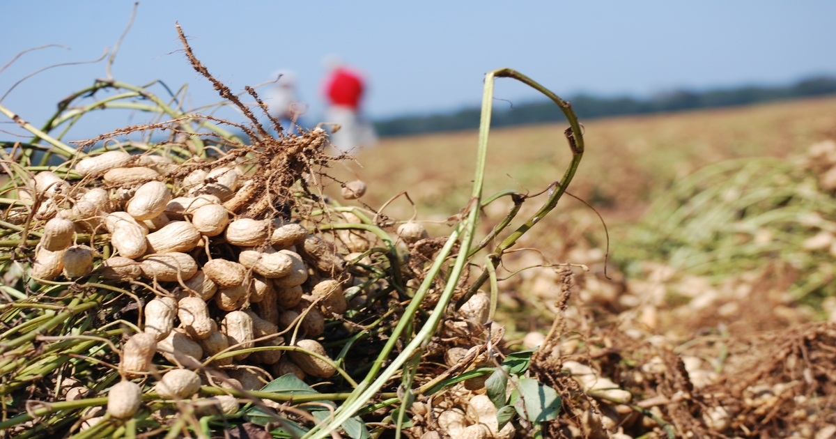 Peanut society reflects on past, invests in future