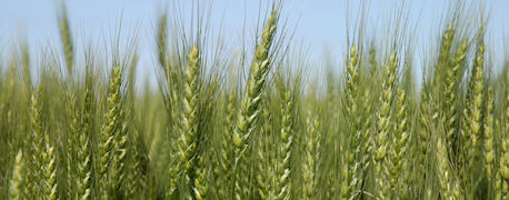 New Spring Wheat Variety Delivers High Yield Potential
