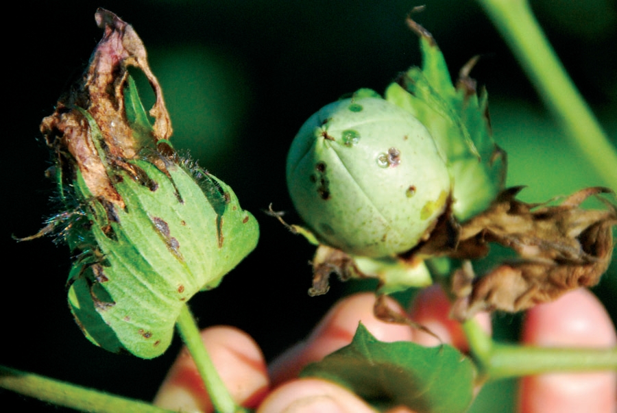 Although not common, bacterial blight can cause significant cotton losses