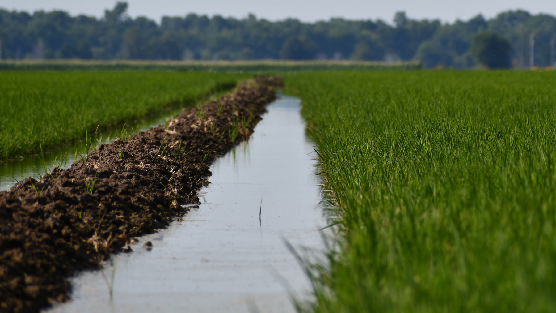 Planting recent news | Farm Progress