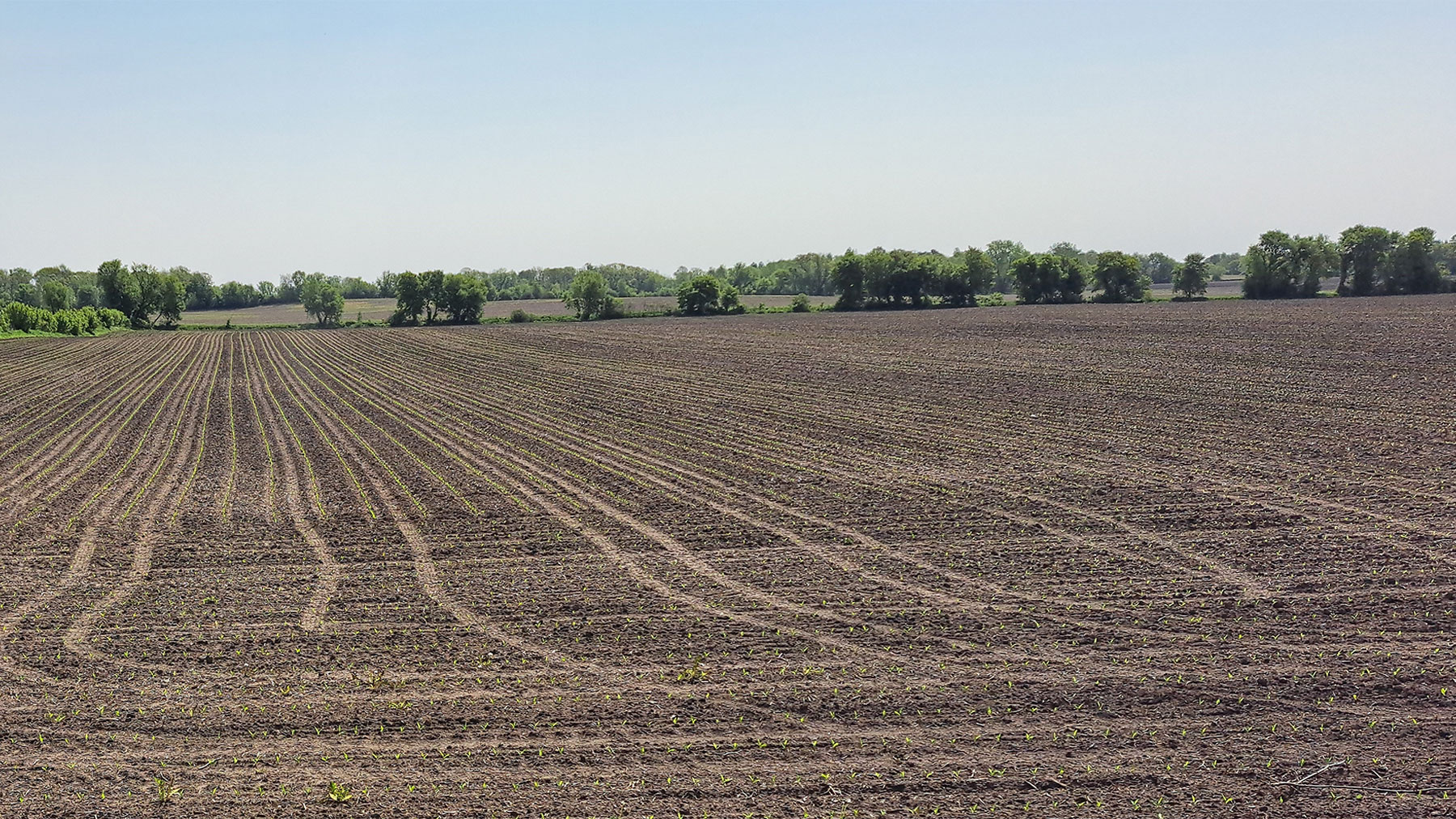 Expect uniform corn emergence in 2024