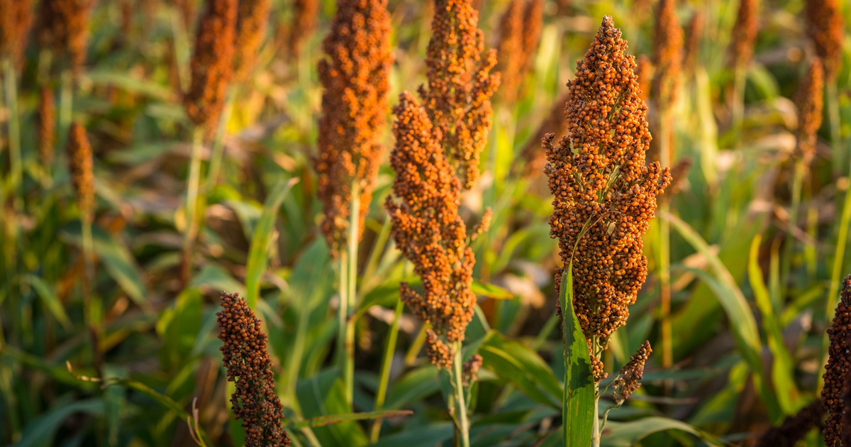 Fallow wisdom: Why resting land builds resilient farms