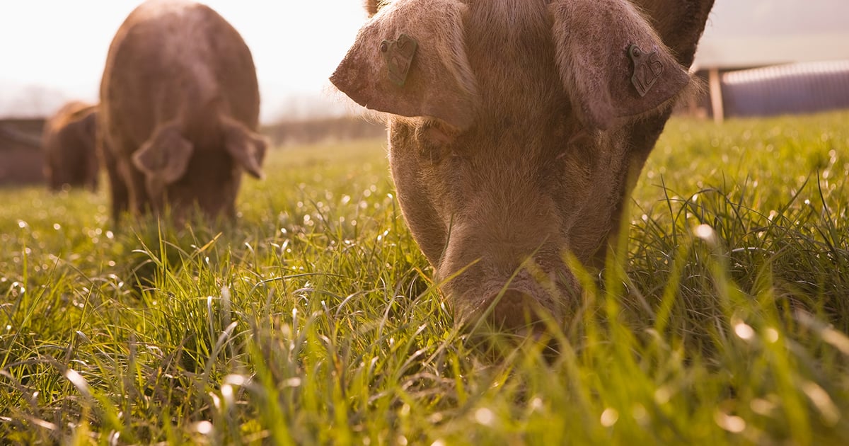 Farm baby sitters deserve better pay