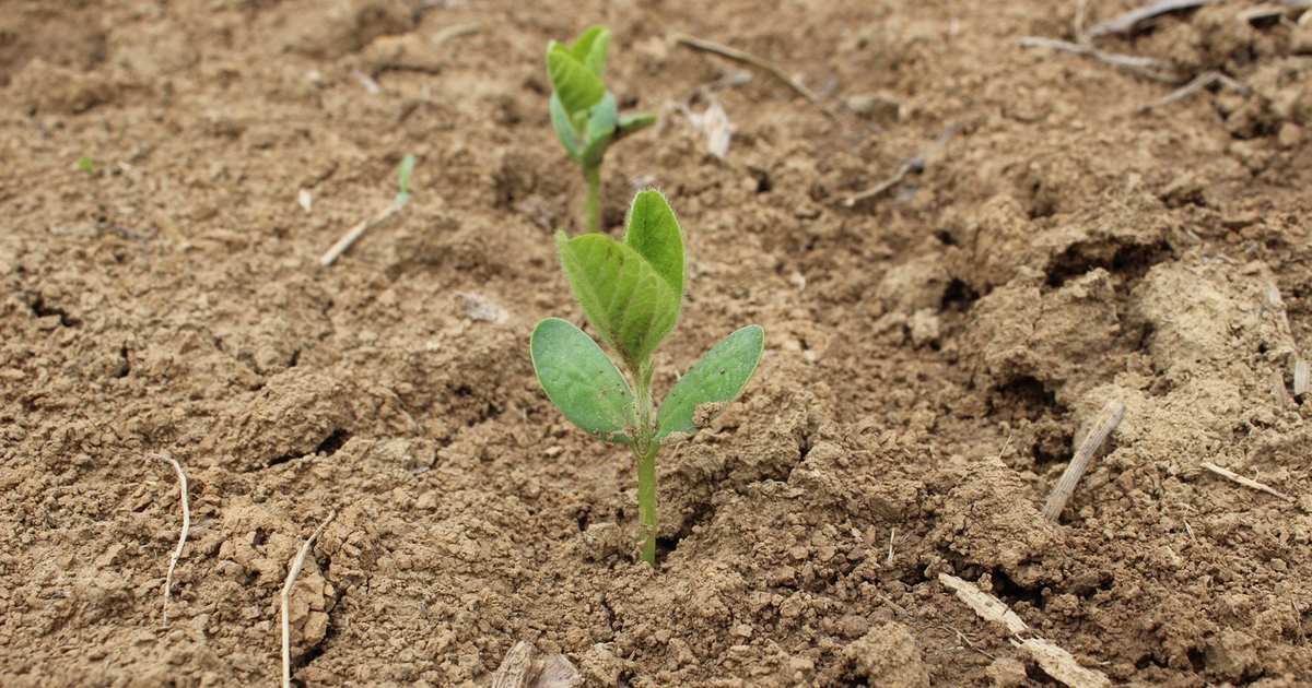 Quick look at ARC, PLC payments