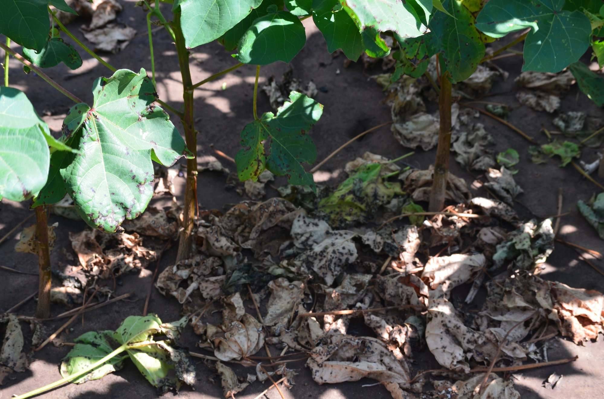 July rain created environment for Bacterial blight in Okla. cotton.