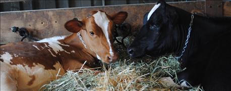 Rethinking Dairy Heifer Reproductive Management