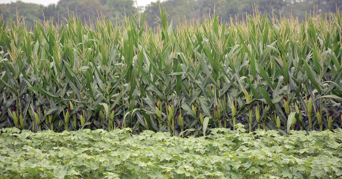 Check LSU publication for corn hybrid selection