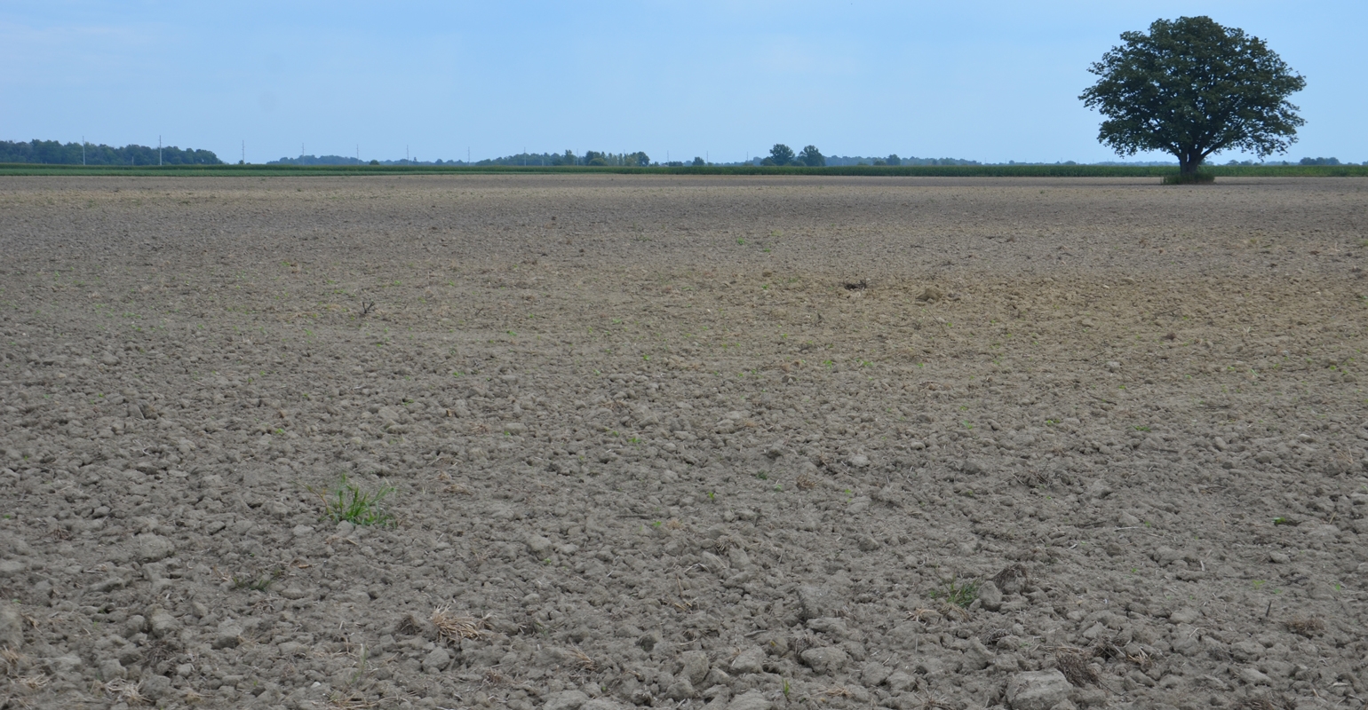 Cover crops can help repair lingering fallow field syndrome