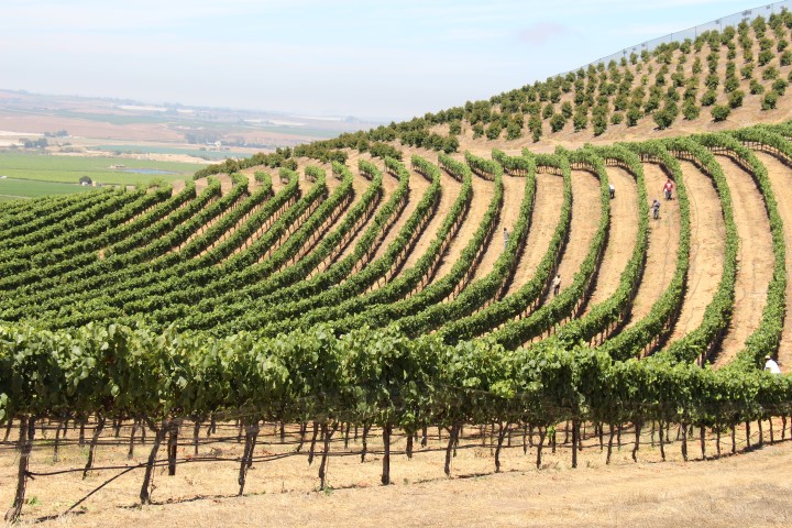 New technologies to transform the grape industry? | Farm Progress
