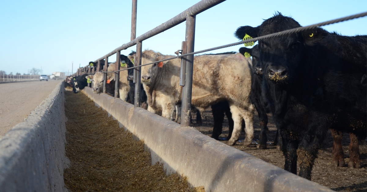 Preconditioning calves makes a difference