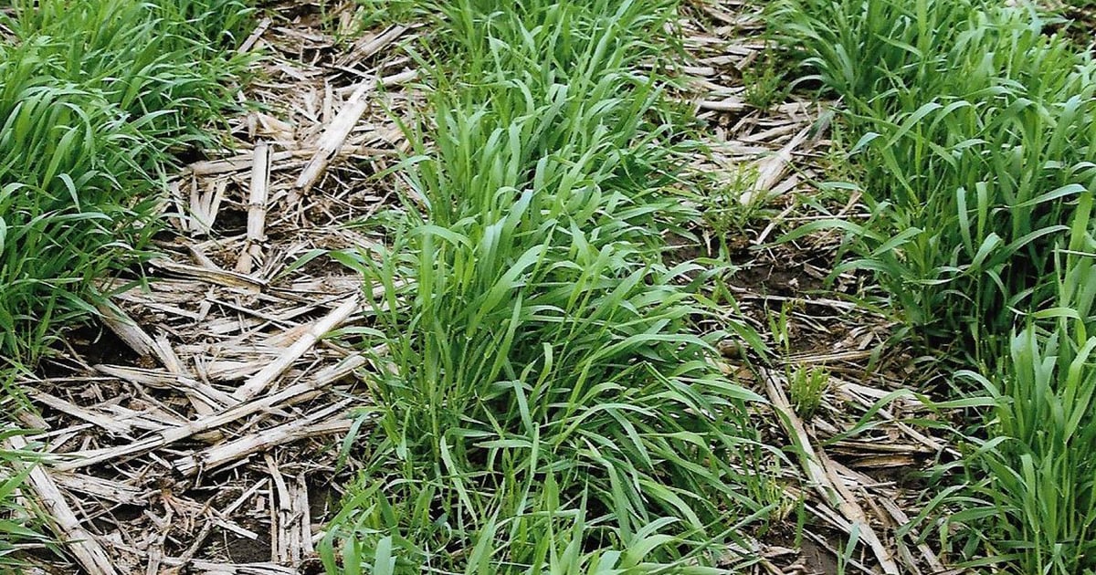 Cover crops reduce nitrogen, phosphorus losses