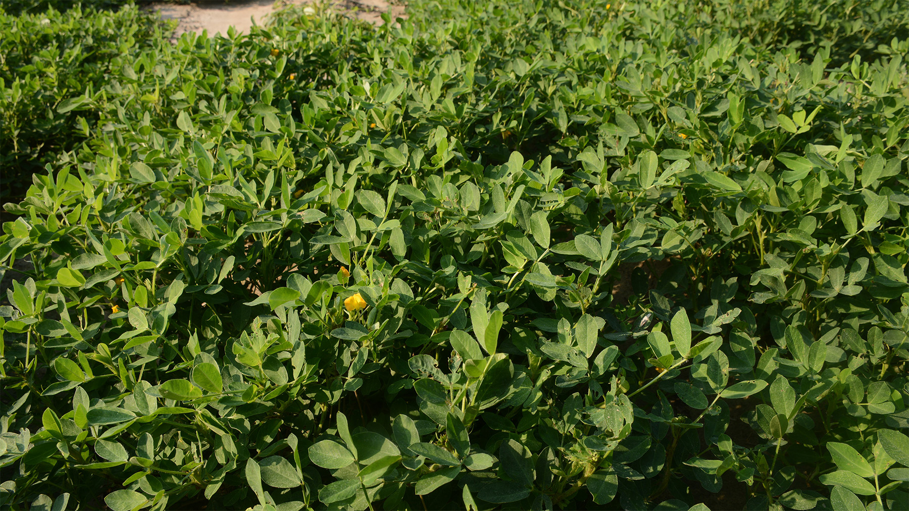 Inoculation critical in new and old peanut ground