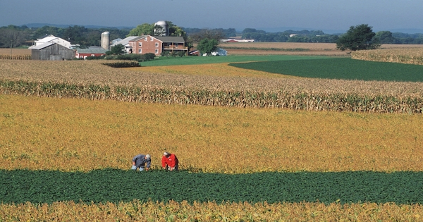 4 tips for cover crop success
