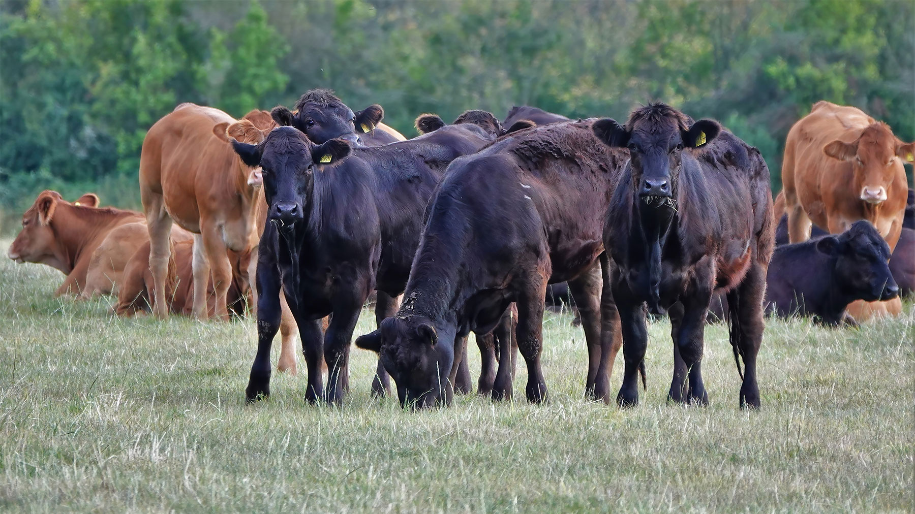 Cattle prices to remain high as herd rebuilding stalls