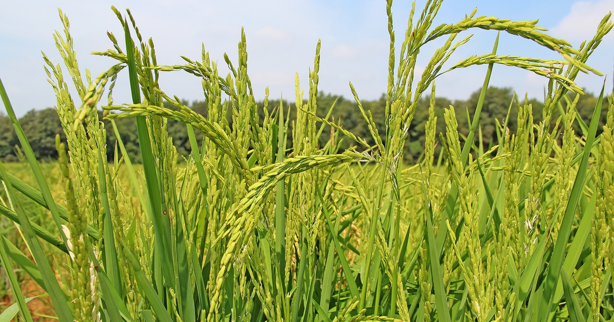 Long-grain rice acreage up