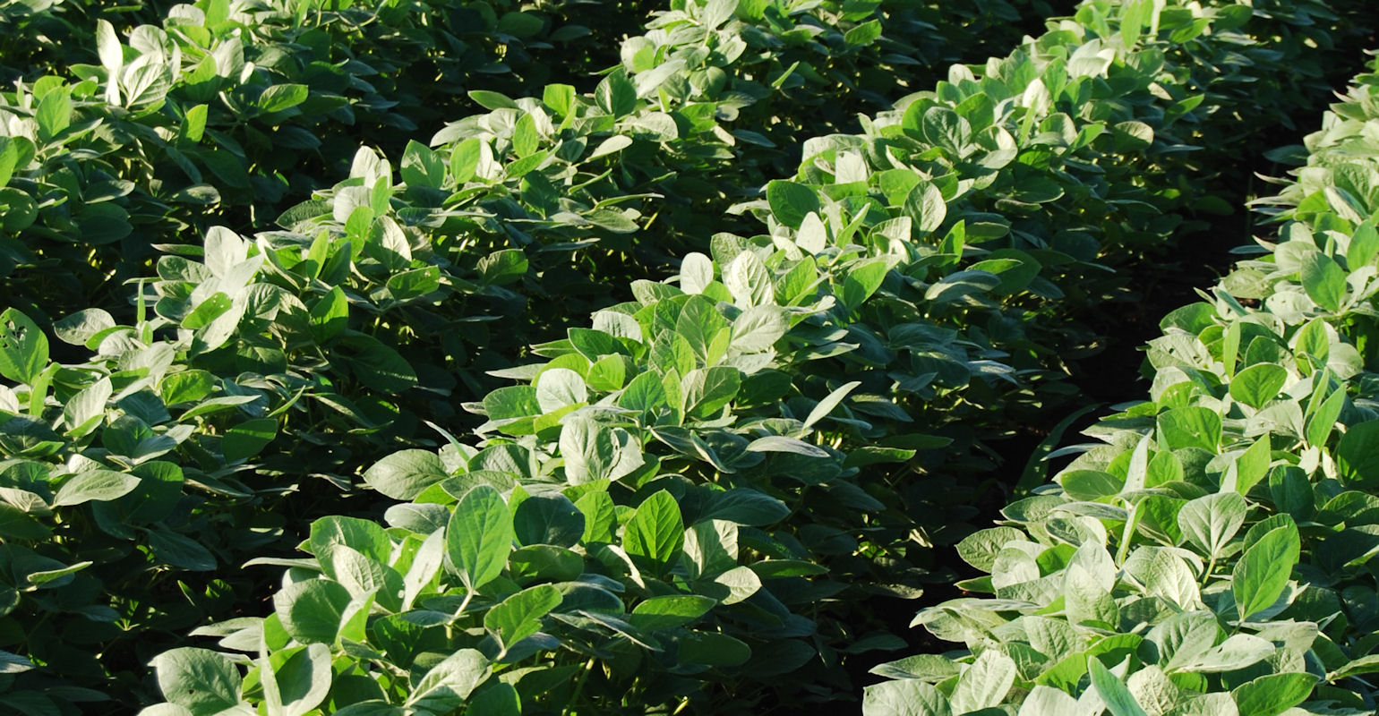 New seed tech gets closer to market