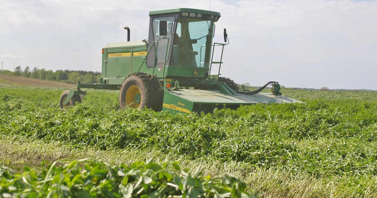 High-quality alfalfa can be used in growing, finishing rations