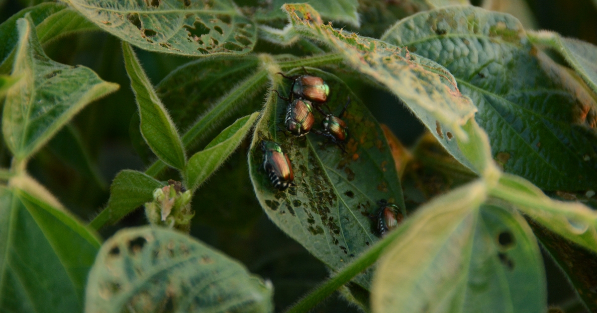 Survey: Defoliating insects on rise in Illinois fields