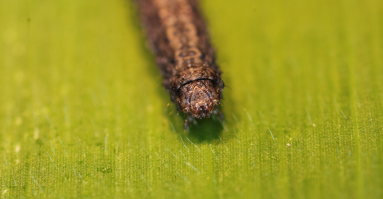 An uncommon corn pest