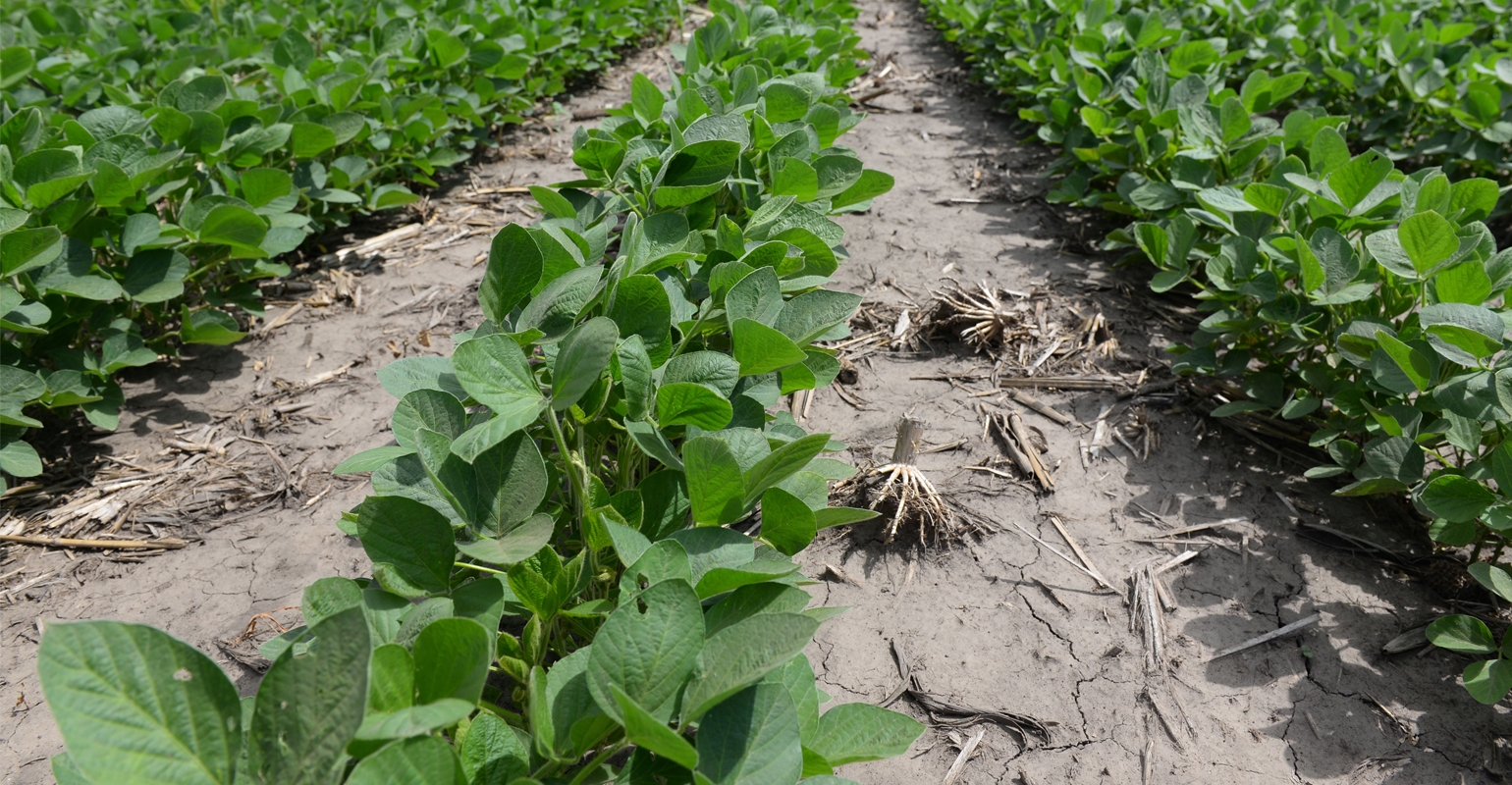 Balance Bean provides tool in fight against resistant weeds