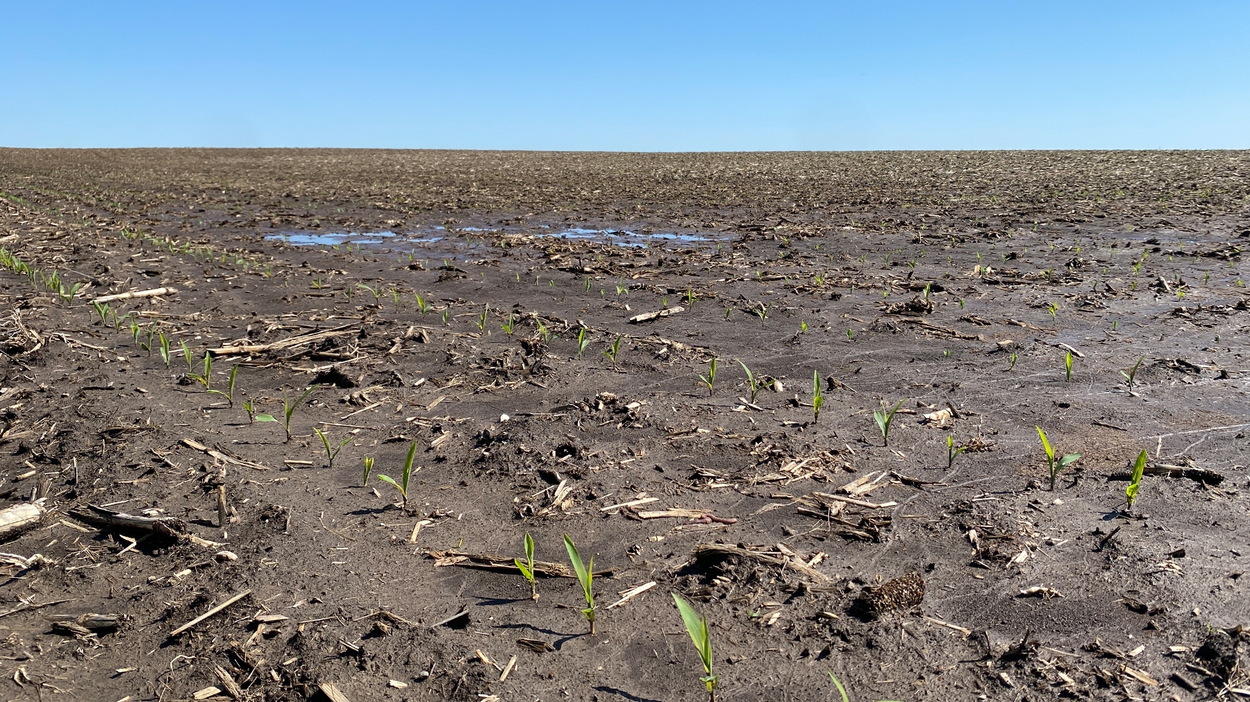 Planting progress stalls in Iowa