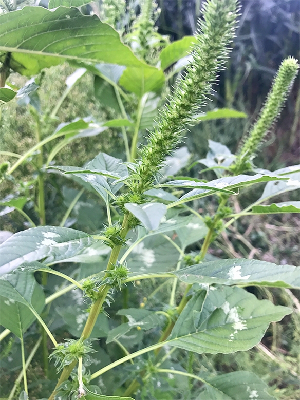 Be on the lookout for Palmer amaranth