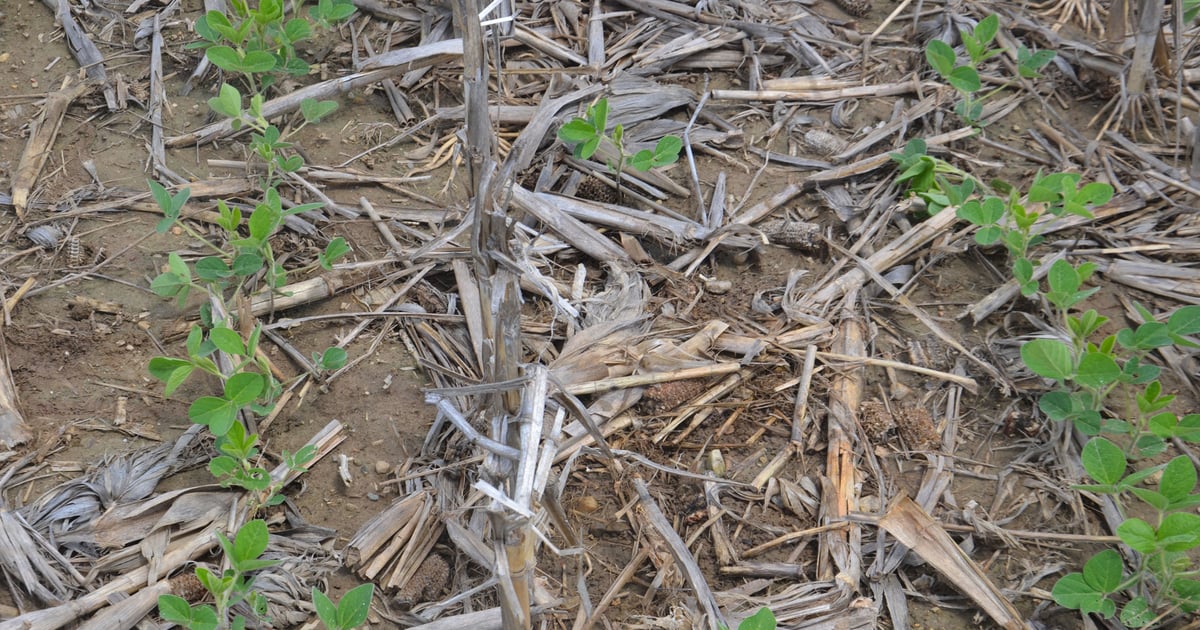 Track cause of soybean stand problems