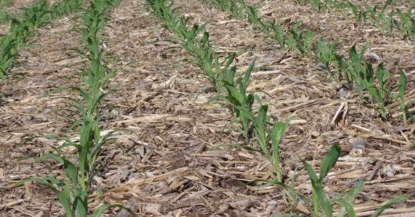 Vertical Tillage Photos | Farm Progress